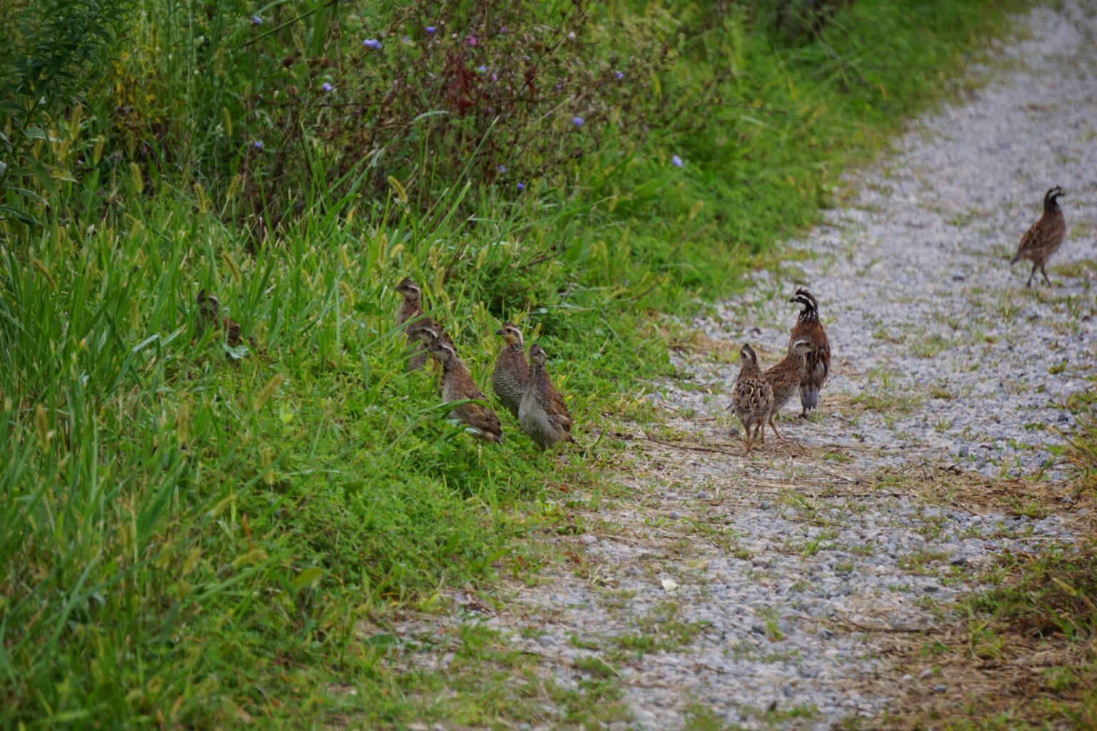 NBGI Foundation Job Board | National Bobwhite and Grassland Initiative ...