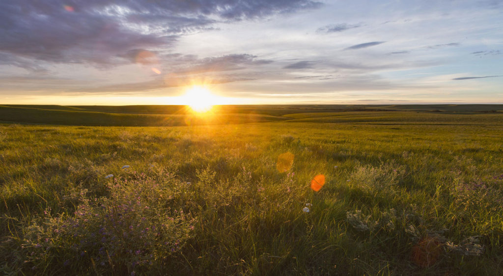 NBGI Foundation Job Board | National Bobwhite and Grassland Initiative ...